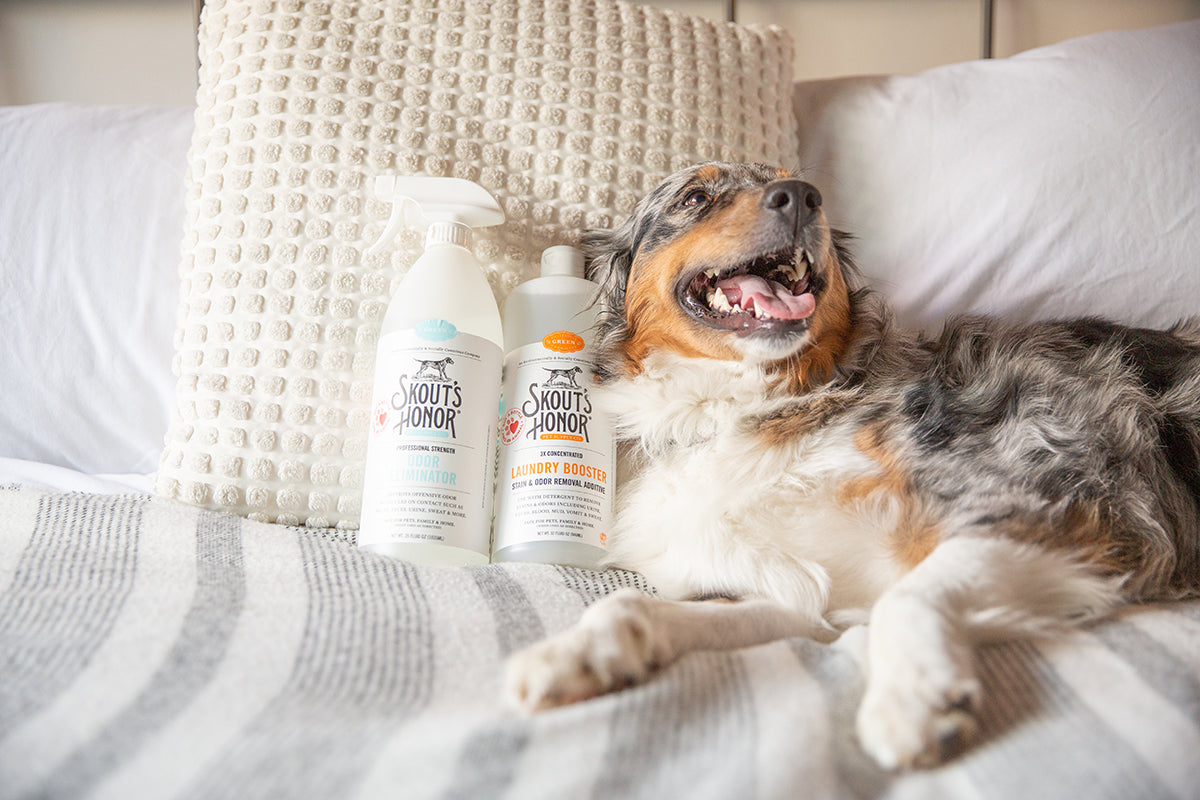 What Does A Spring Cleaning Include? The Pet Parent Edition – Skout's Honor