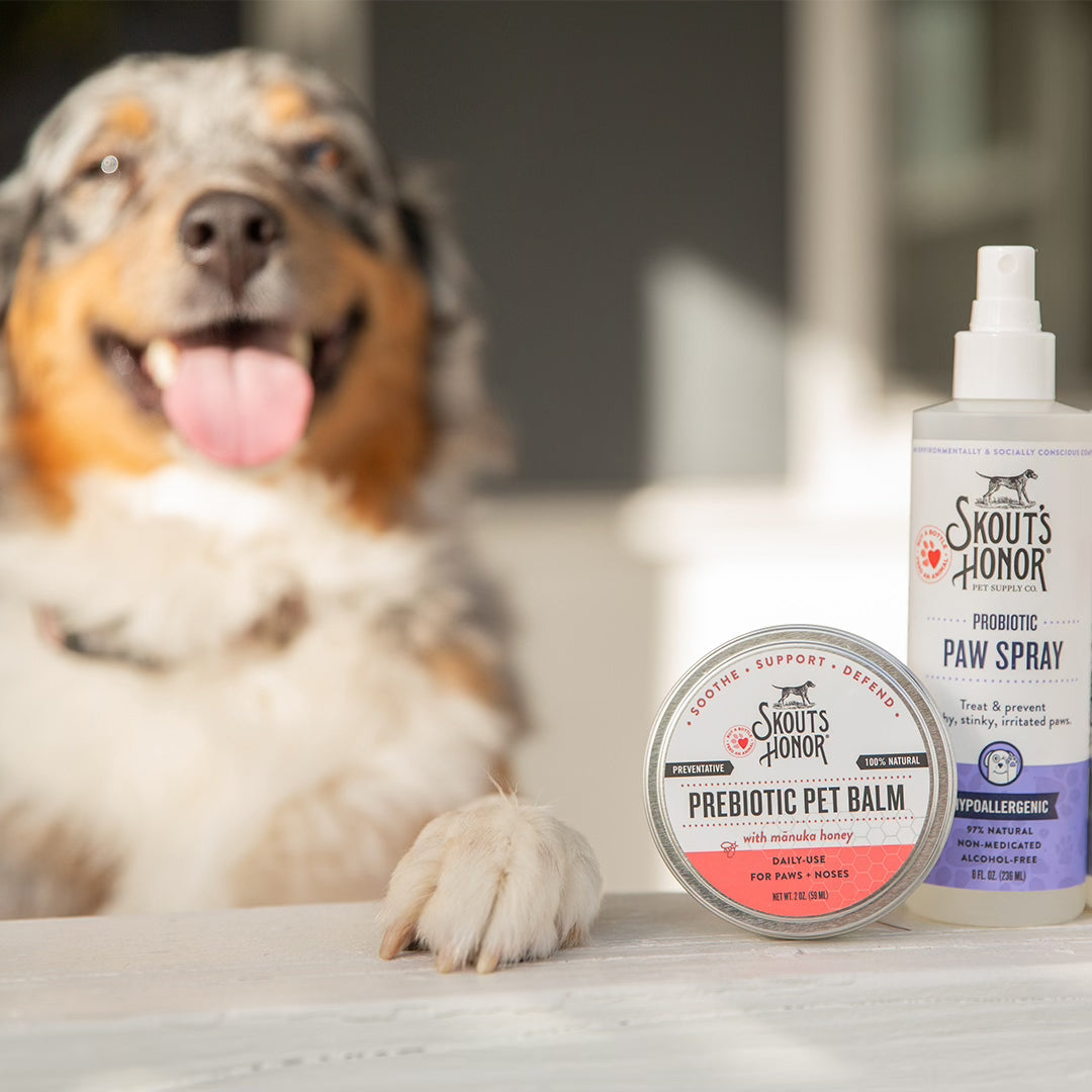 How to Protect Your Pet's Paws This Summer – Skout's Honor