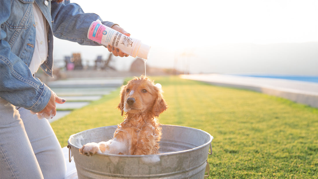 Skout's Honor | Life-Changing Pet Essentials