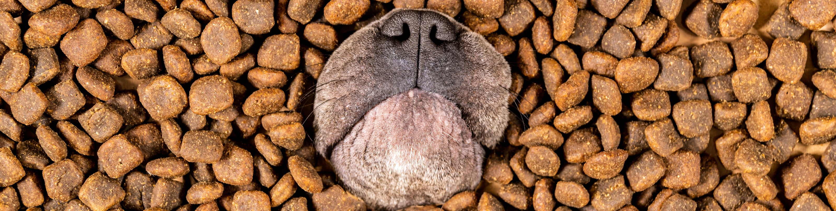 Our Paw Pledge | Feeding Animals in Need | Skout's Honor