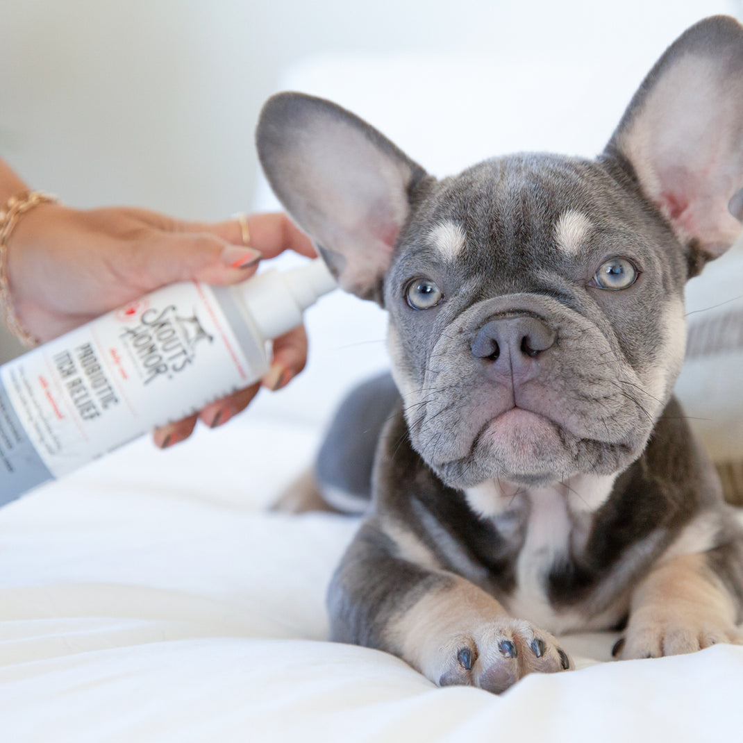 Itchy Dog Relief | Itch medicine for dogs | Skout's Honor