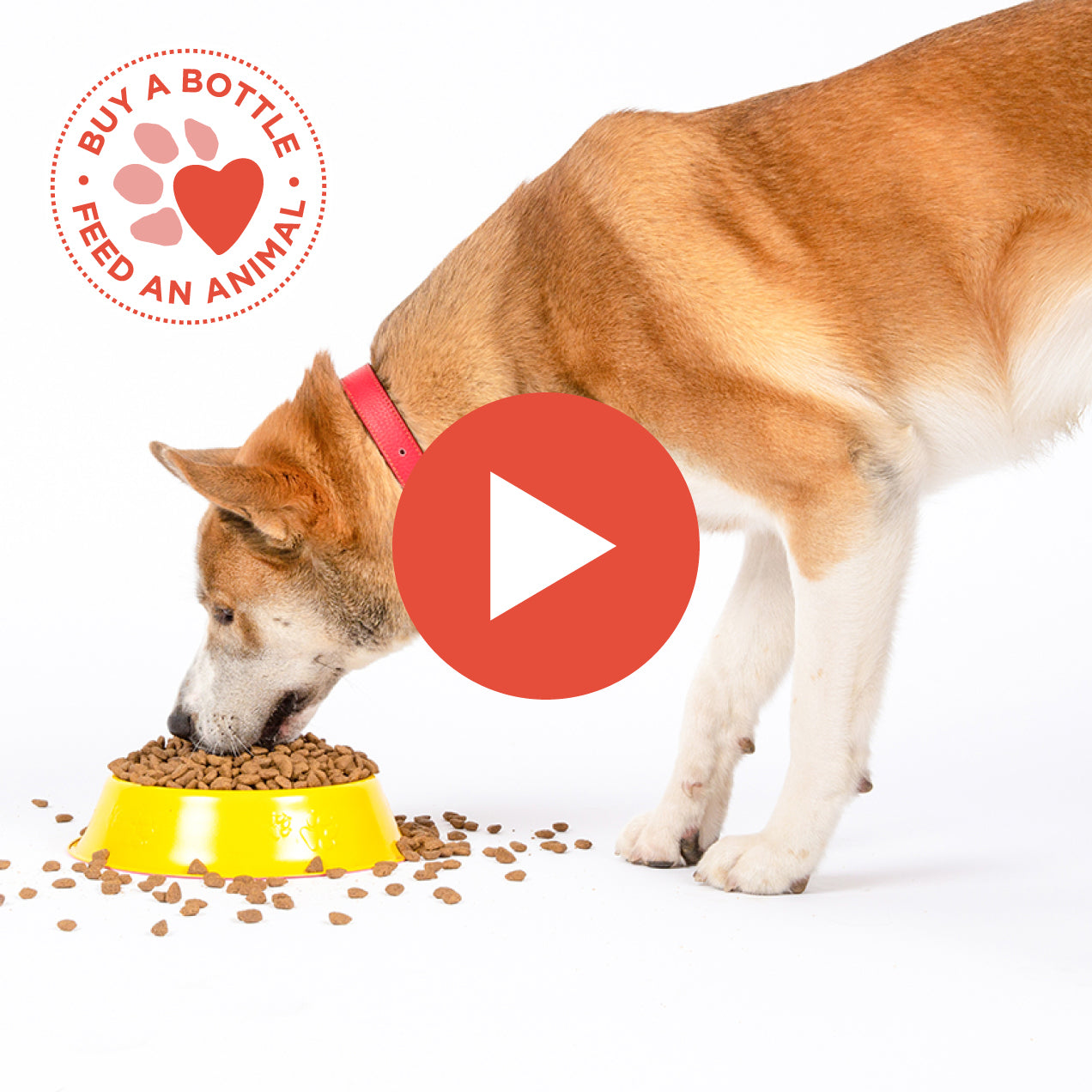 Our Paw Pledge | Feeding Animals in Need | Skout's Honor